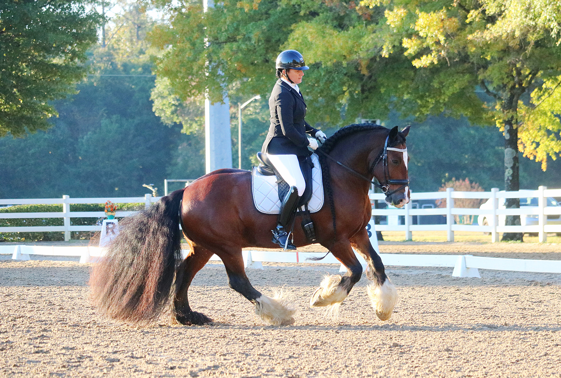 Meet the Gypsy Vanner - YourDressage.org