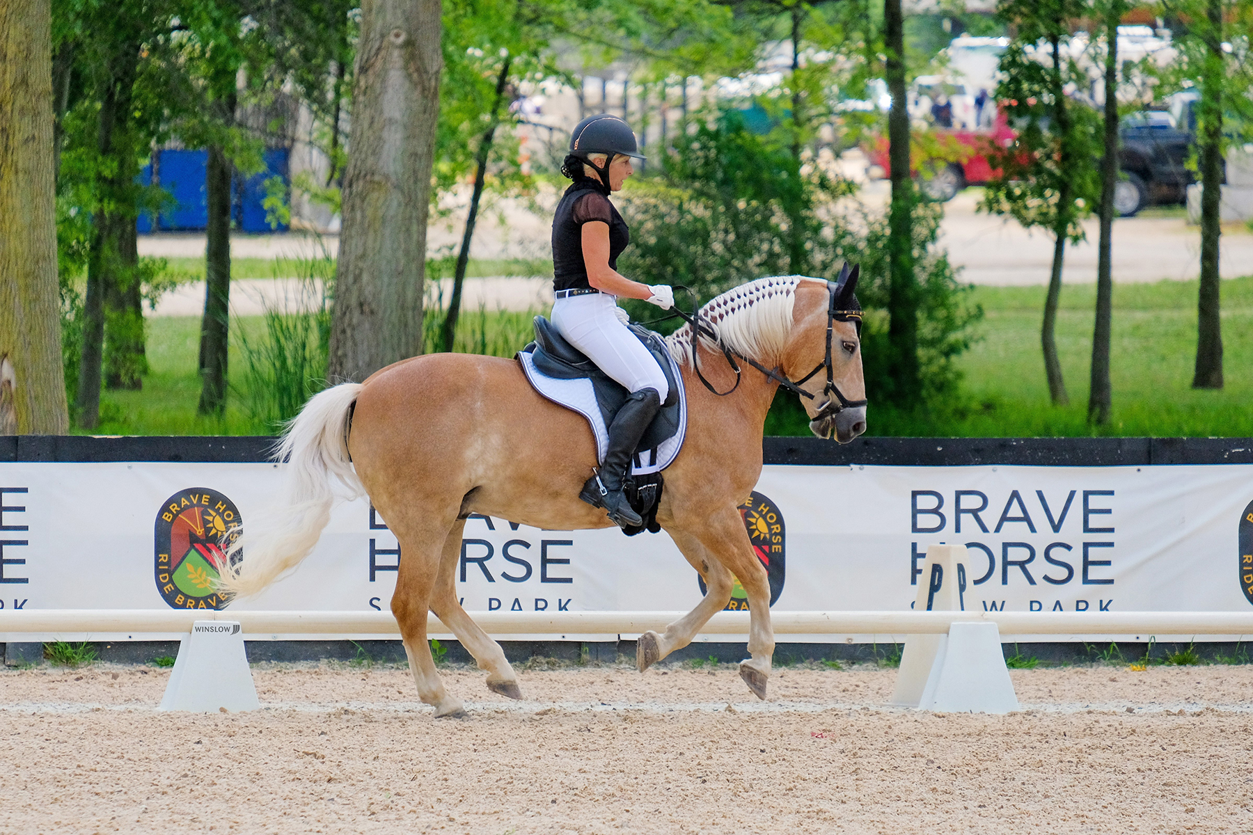 Meet the Haflinger: The People Pleasing Pony - YourDressage
