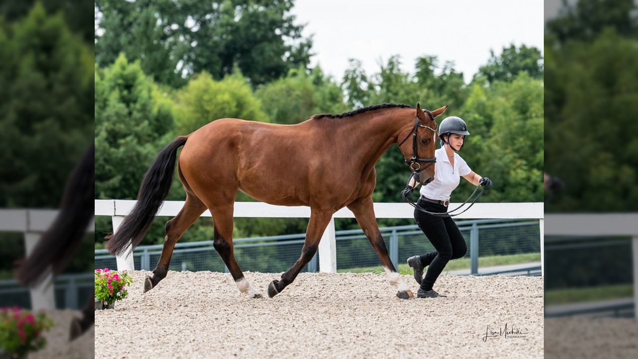 Recognition for Three- and Four-Year-Old Dressage Prospects ...