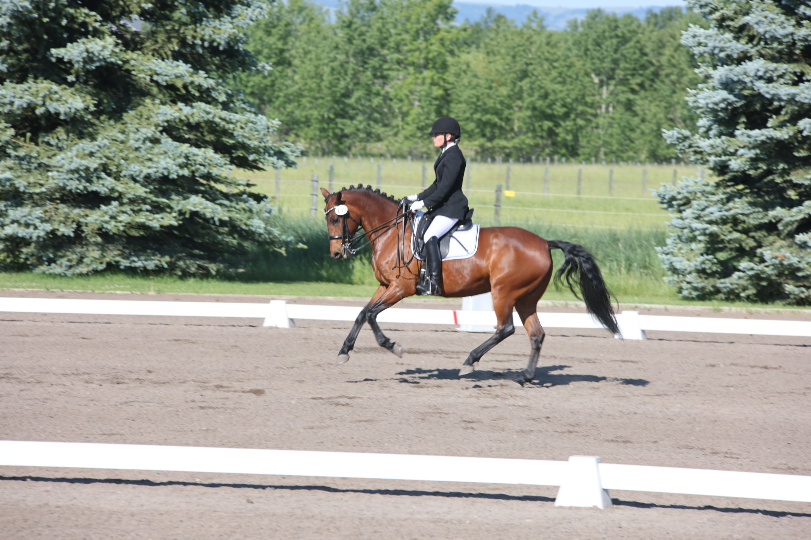 A Morgan Chooses You - YourDressage