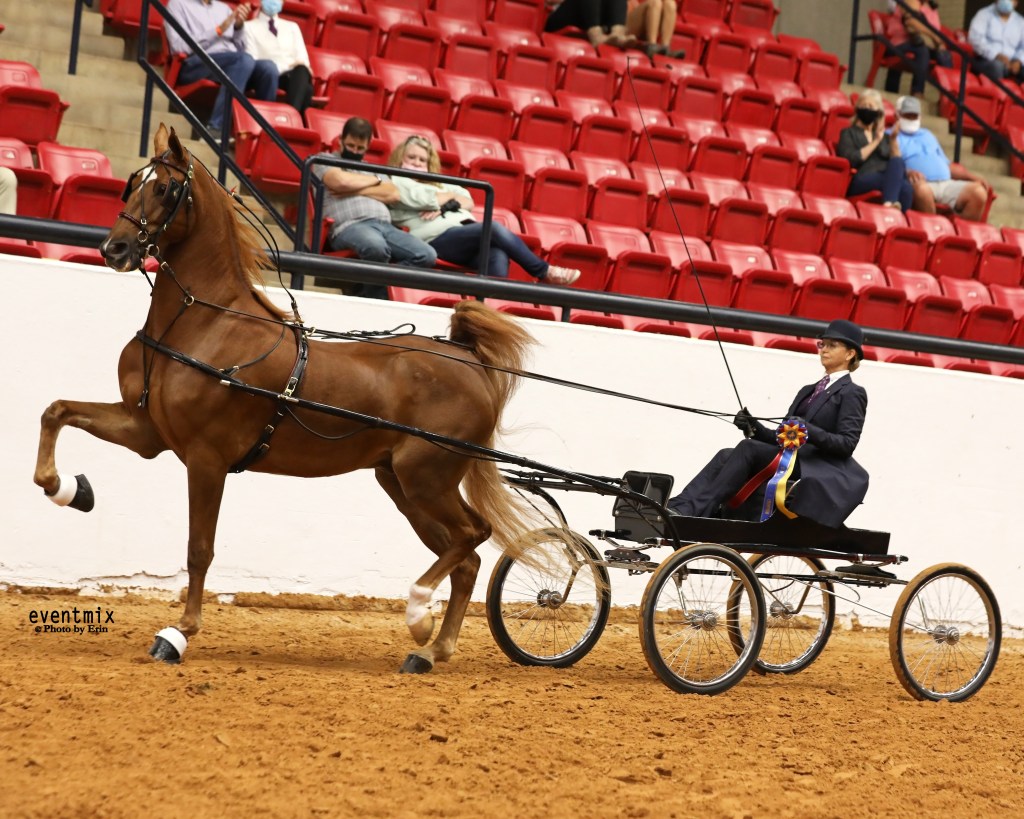 The American Saddlebred: A National Treasure - YourDressage